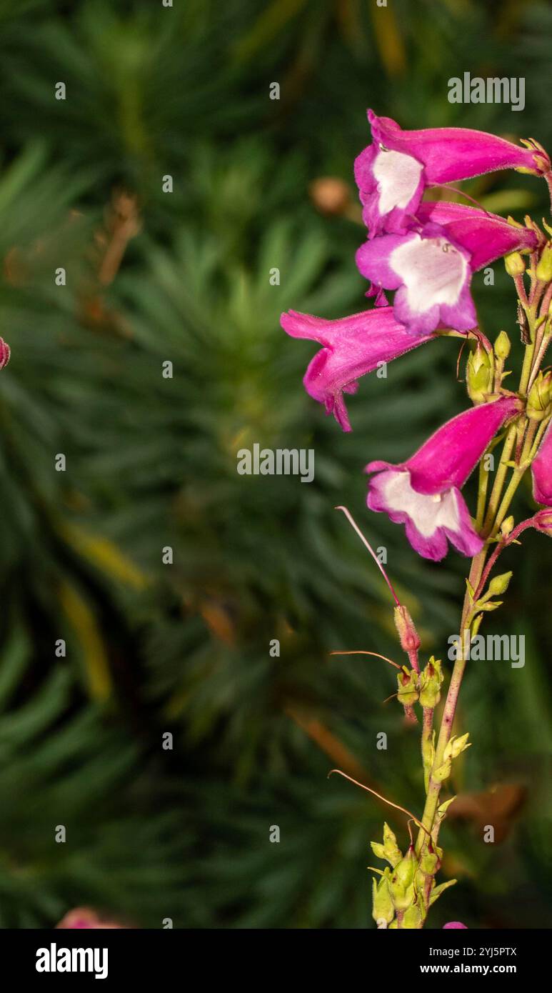Distinctive bell shaped blooms hi-res stock photography and images - Alamy
