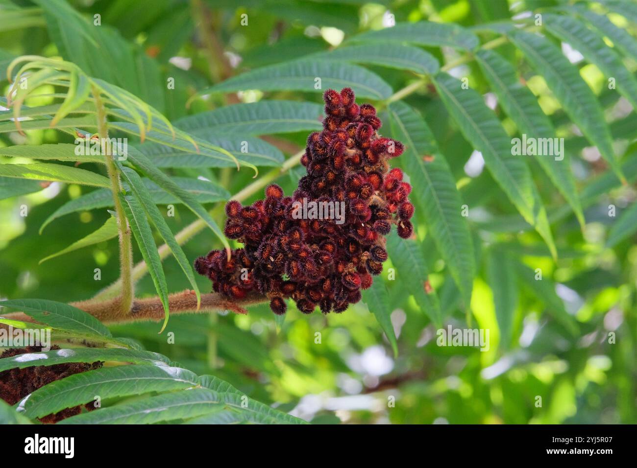 Rhus typhina is growing in garden. Countryside garden. Nature floral ...