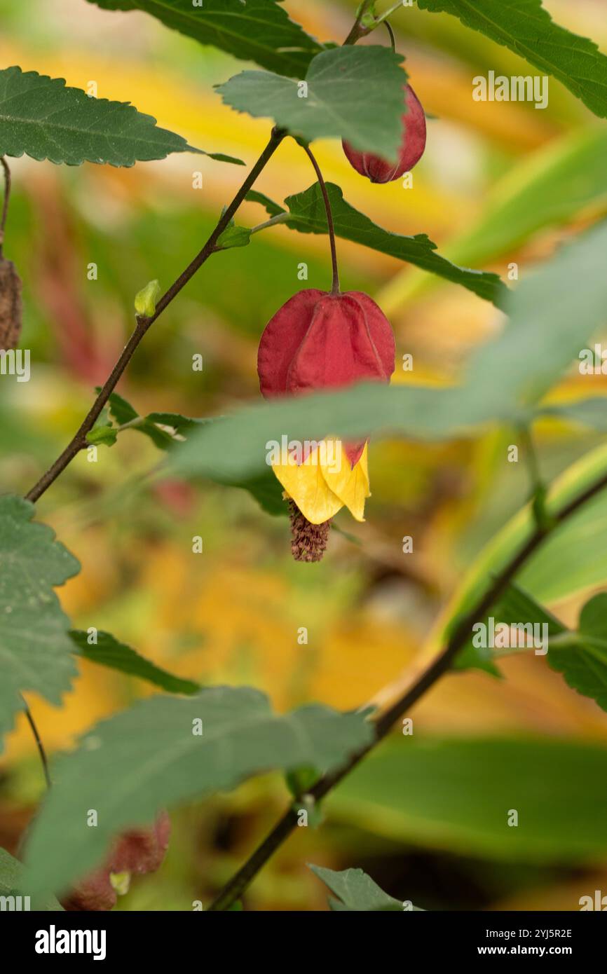 Plain beautiful Coleus Scutellaroioides ‘Green Toes’. Natural close up ...