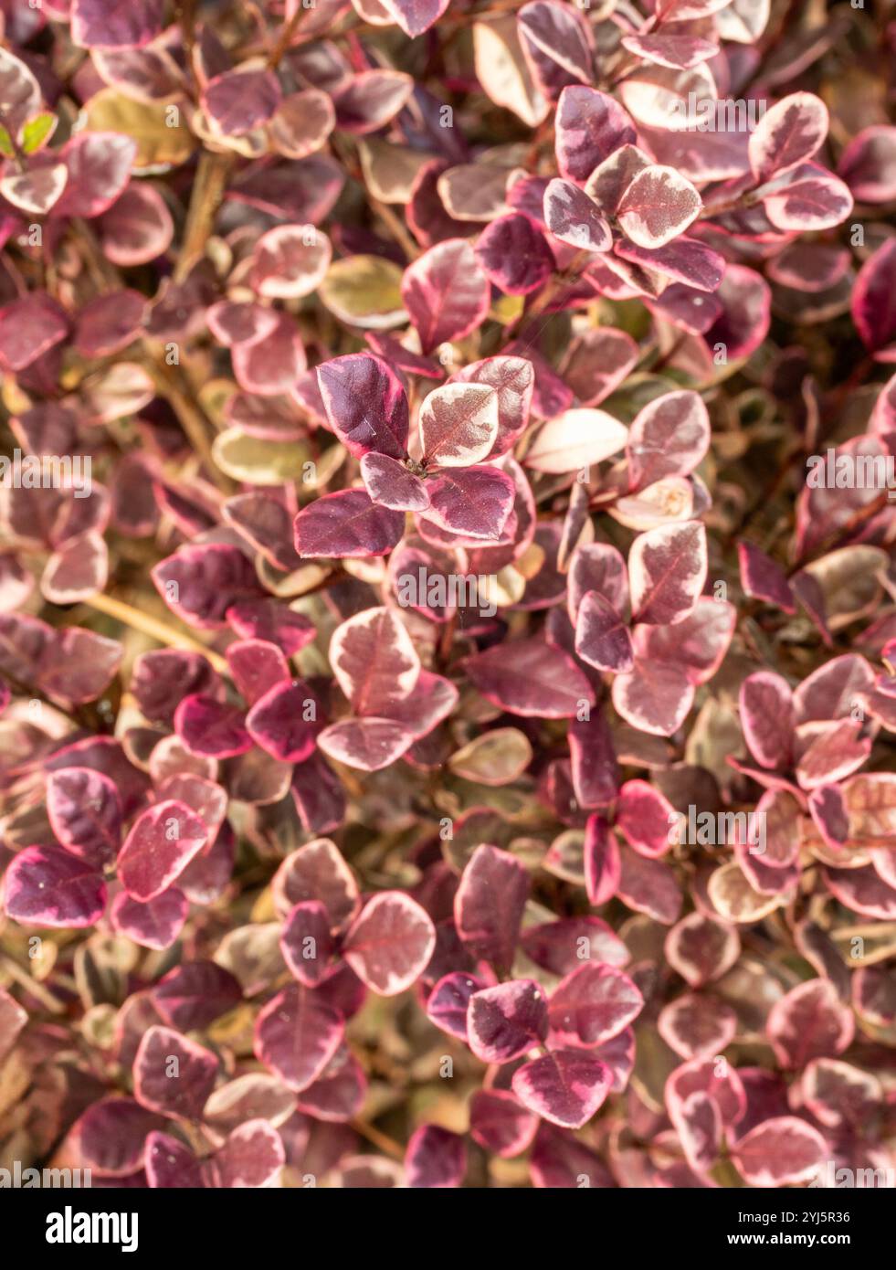 Interesting close up natural patterns of Lophomyrtus x Ralphii 'Magic ...