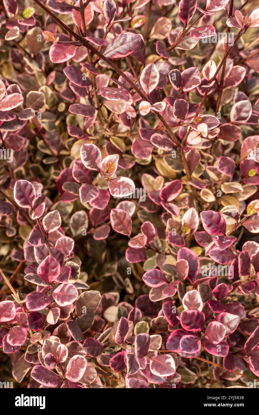 Interesting close up natural patterns of Lophomyrtus x Ralphii 'Magic ...