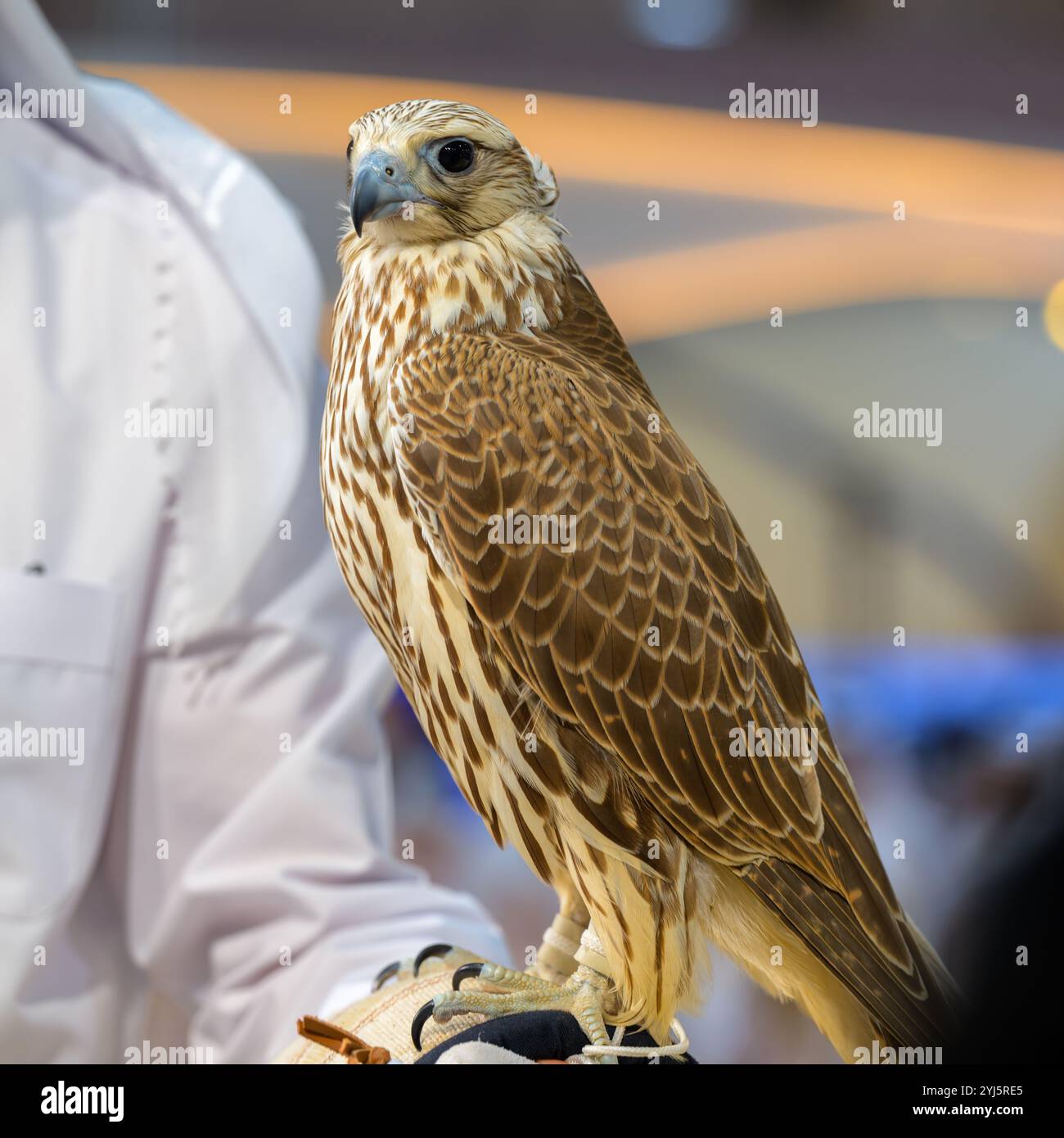 Portrait for hawks or falcon Qatar 2024 Stock Photo - Alamy