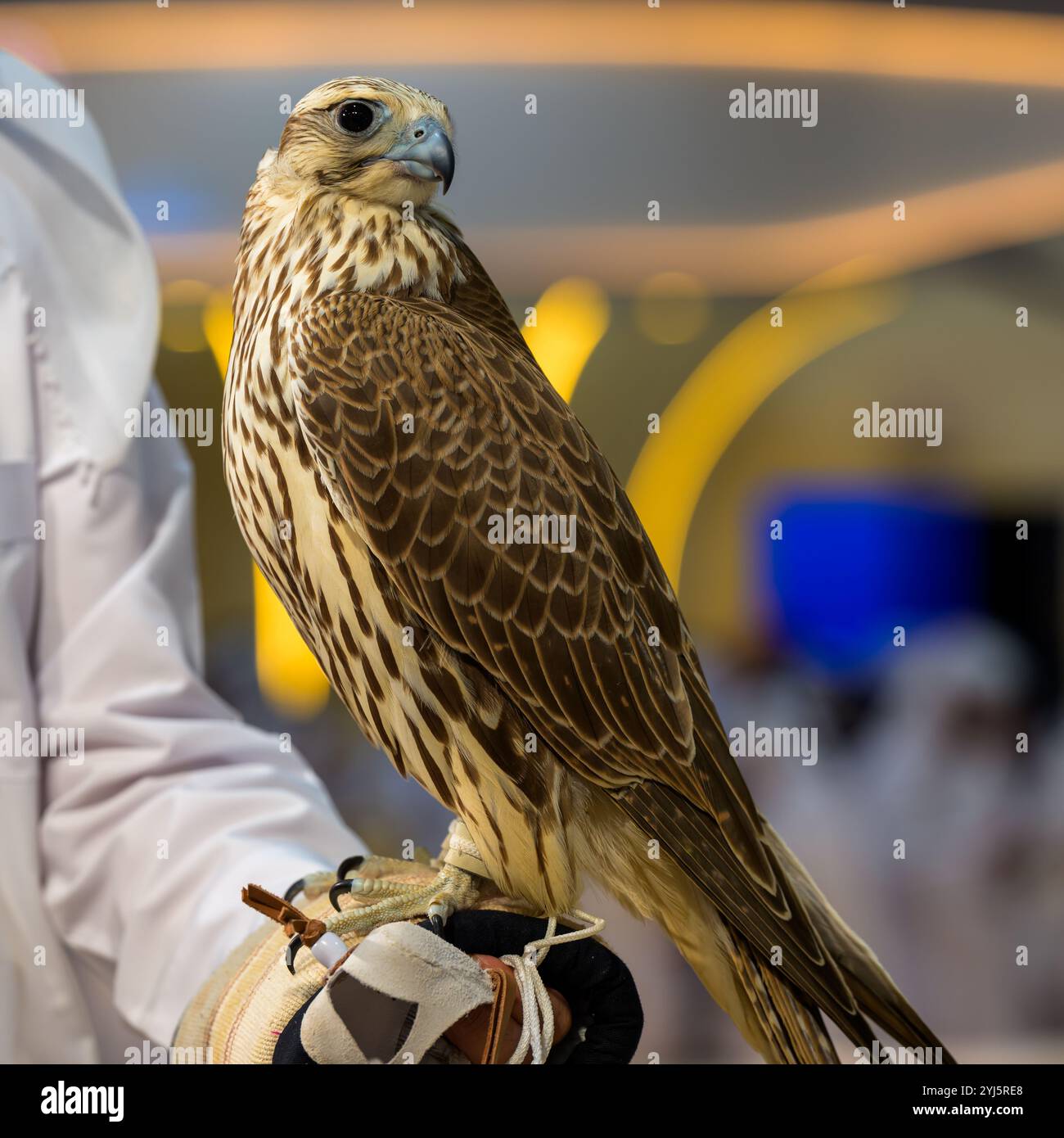 Falcon qatar hi-res stock photography and images - Alamy