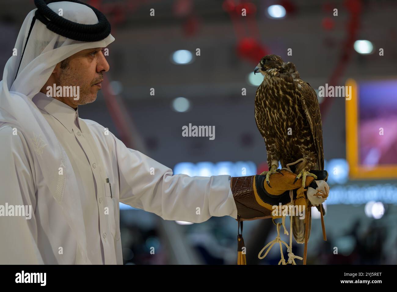 Doha, Qatar on September 13, 2024: A hawk during the eighth edition of ...