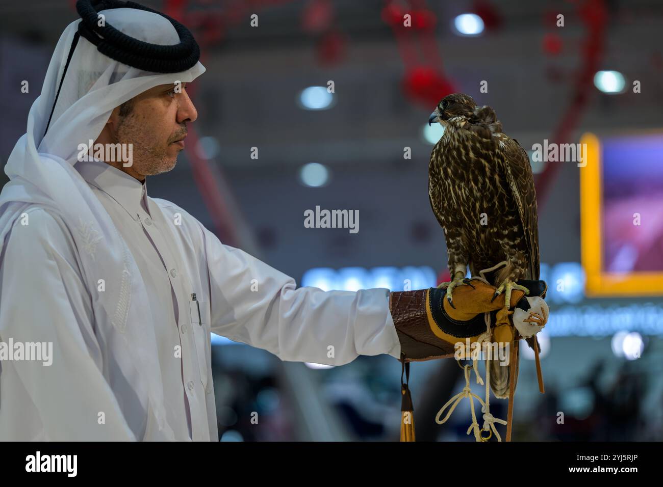 Doha, Qatar on September 13, 2024: A hawk during the eighth edition of ...