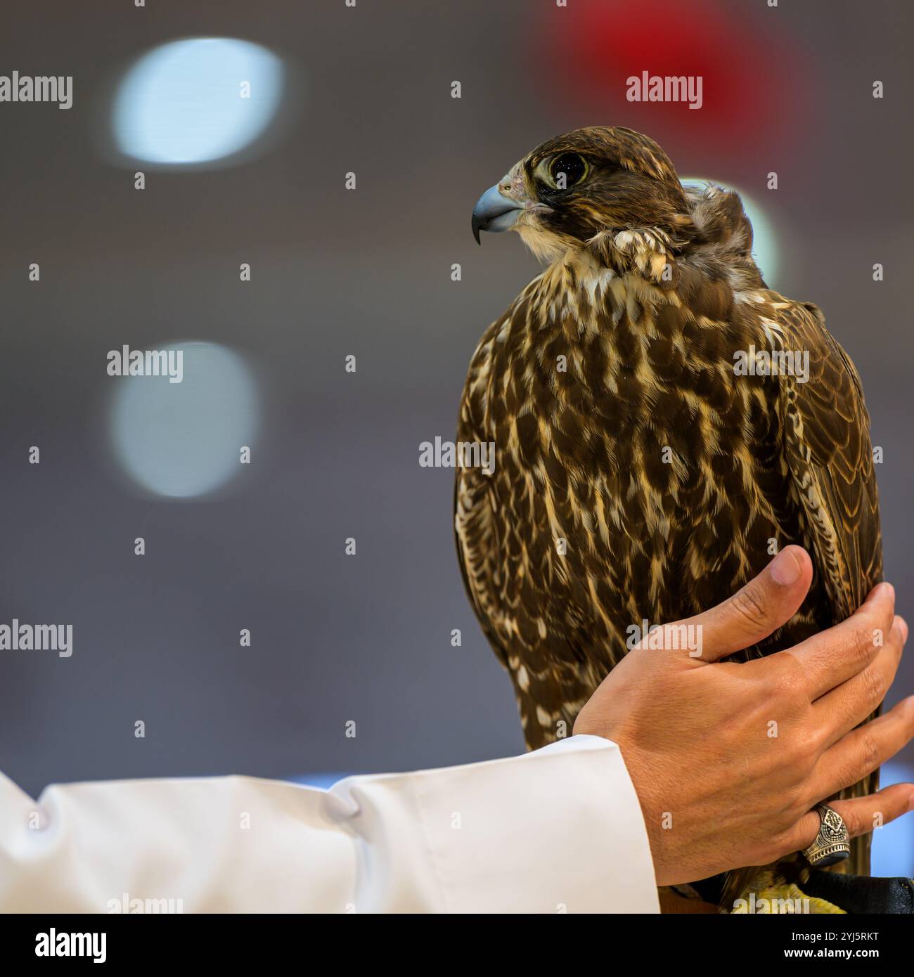 Falcon qatar hi-res stock photography and images - Alamy