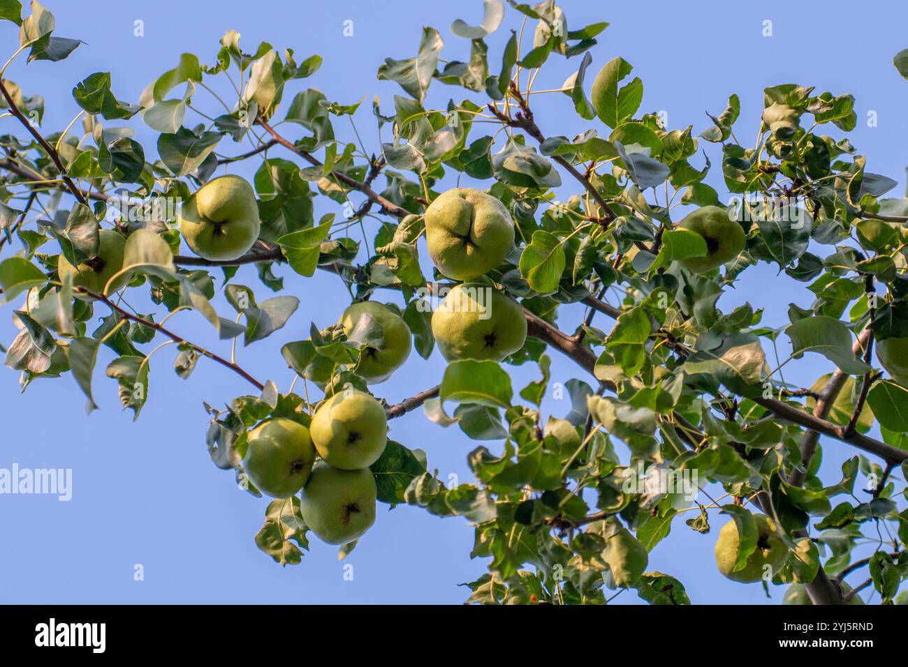 A bunch of pears in the tree, healthy food, fruit Stock Photo - Alamy