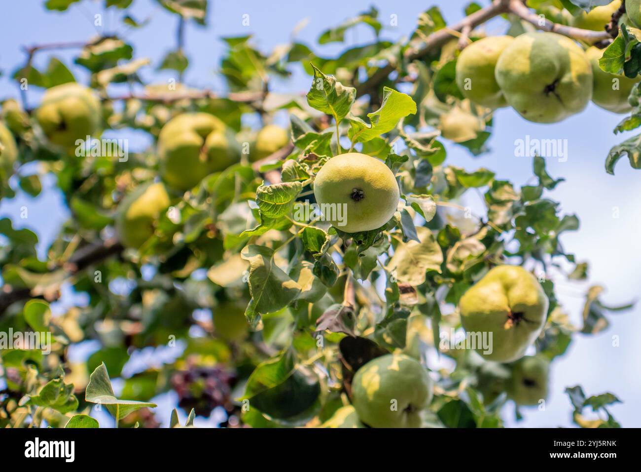 A bunch of pears in the tree, healthy food, fruit Stock Photo - Alamy