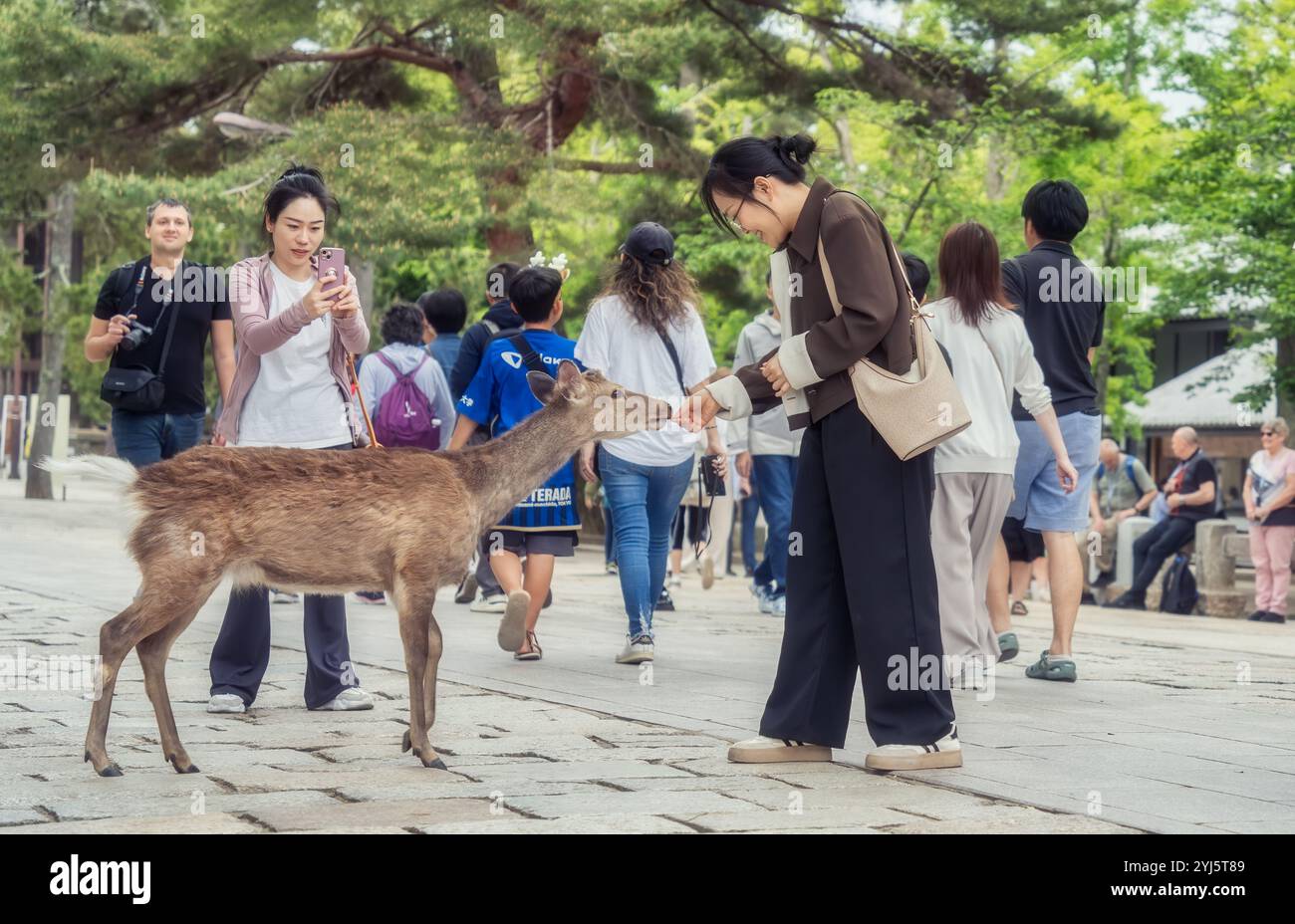 Nara, Japan - 05.06.2024: Happy tourist feeding the sika deer with a ...