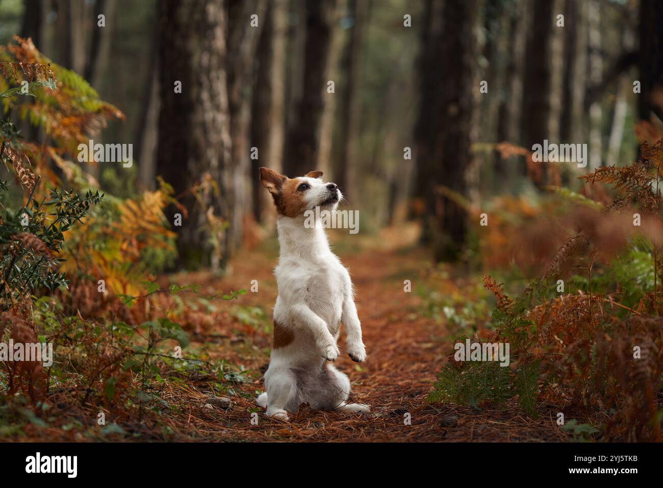 Active playful cute happy jack hi-res stock photography and images - Alamy