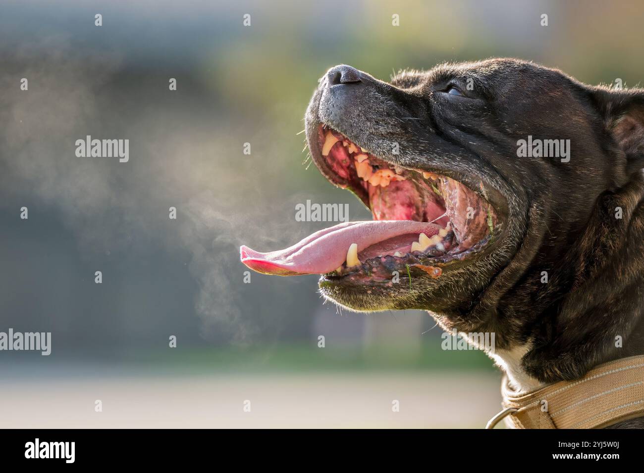 Staffordshire bull terrier side hi-res stock photography and images - Alamy