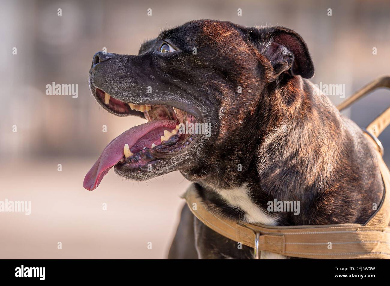 Portrait of dog. One brindle and white staffordshire terrier. Mixed ...