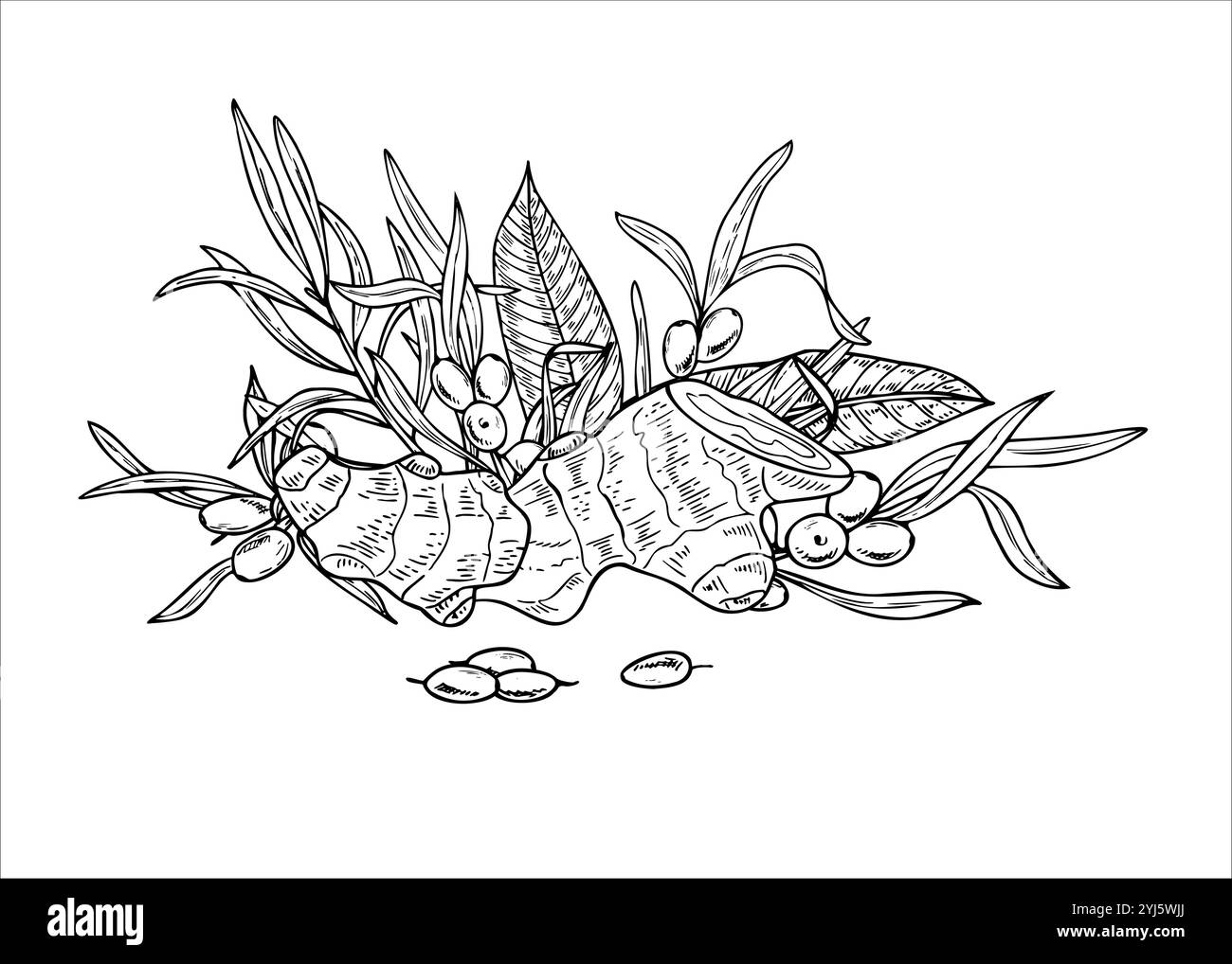 Ginger root, sea buckthorn berry, leaves vector isolated line art black ...