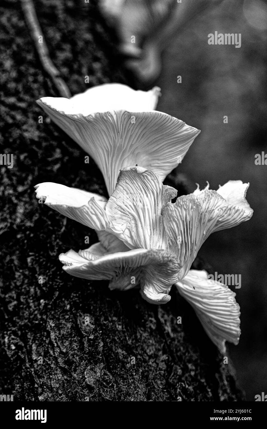 Forest mushrooms on tree Black and White Stock Photos & Images - Alamy