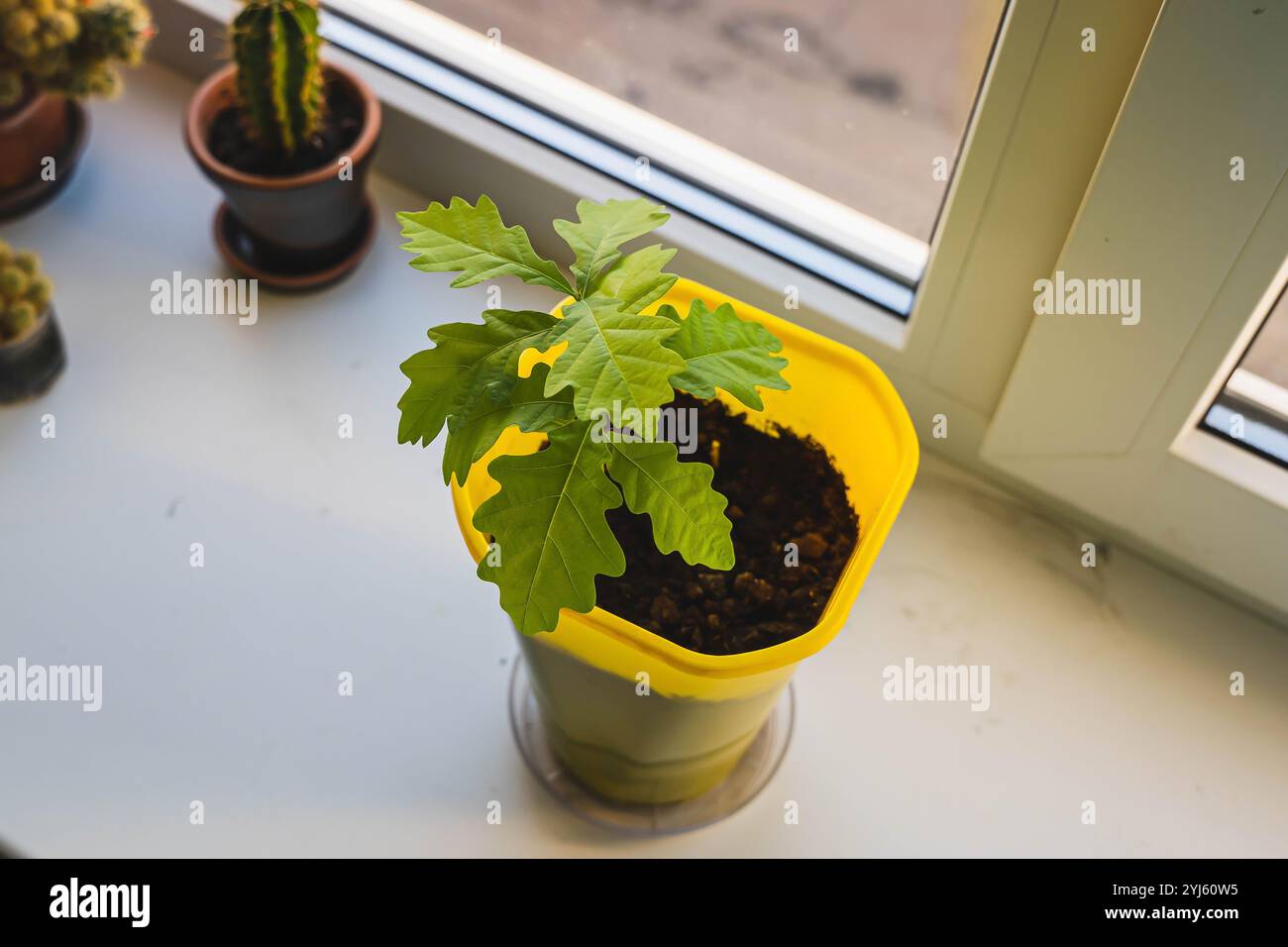 New growth on oak tree hi-res stock photography and images - Alamy