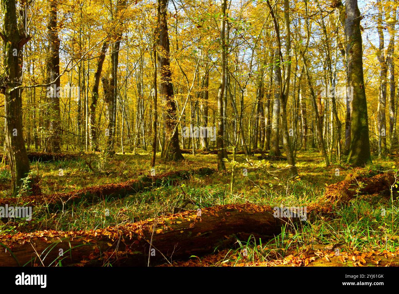 Old-growth lowland, temperate, deciduous Krakovski Gozd forest with ...