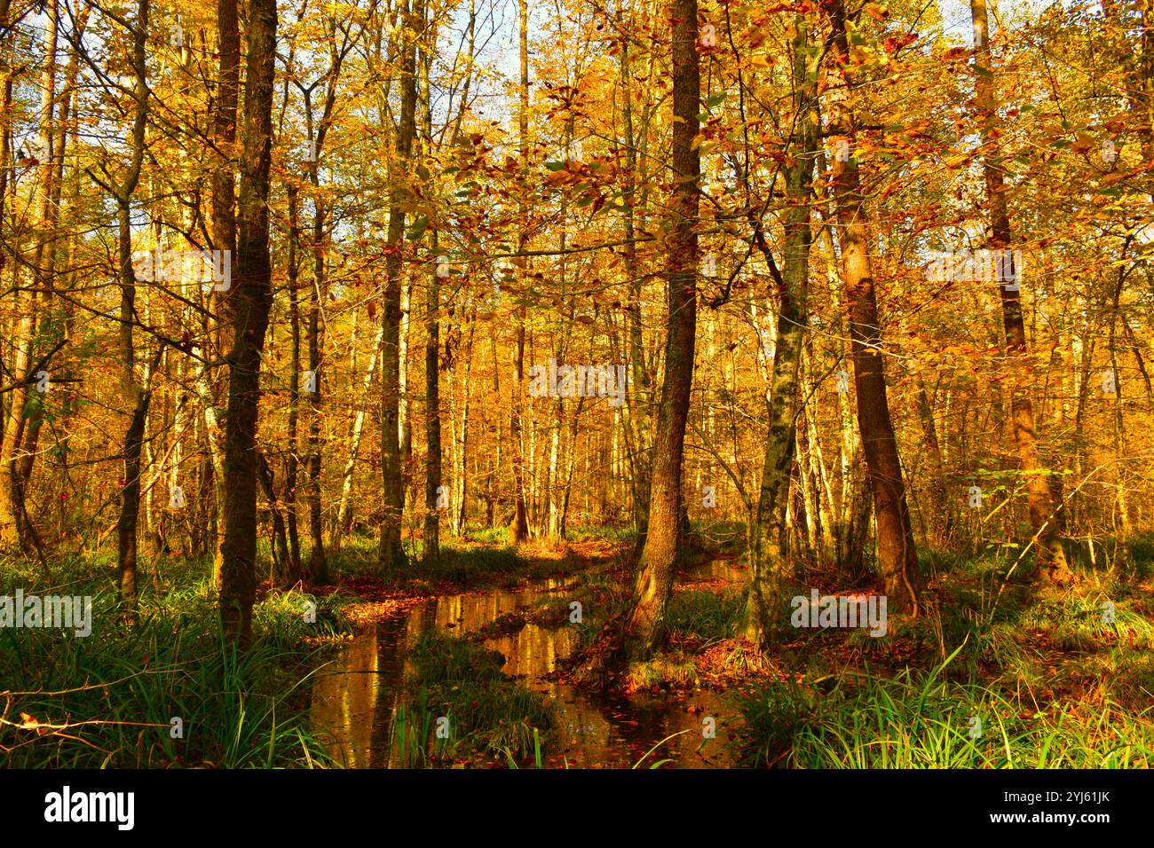 Krakovski gozd hi-res stock photography and images - Alamy