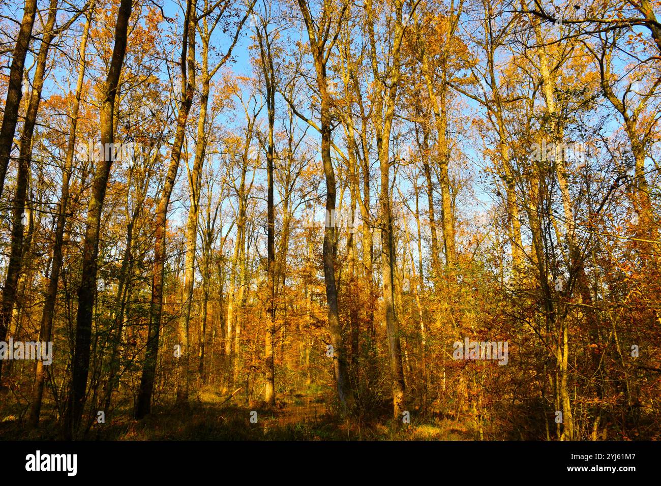 Pedunculate oak trees in autumn colors in broadleaf, deciduous ...