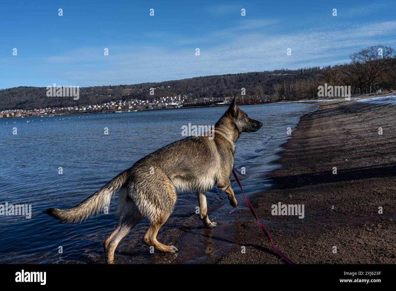 A young happy German Shepherd plays on a beach. Sable colored working ...