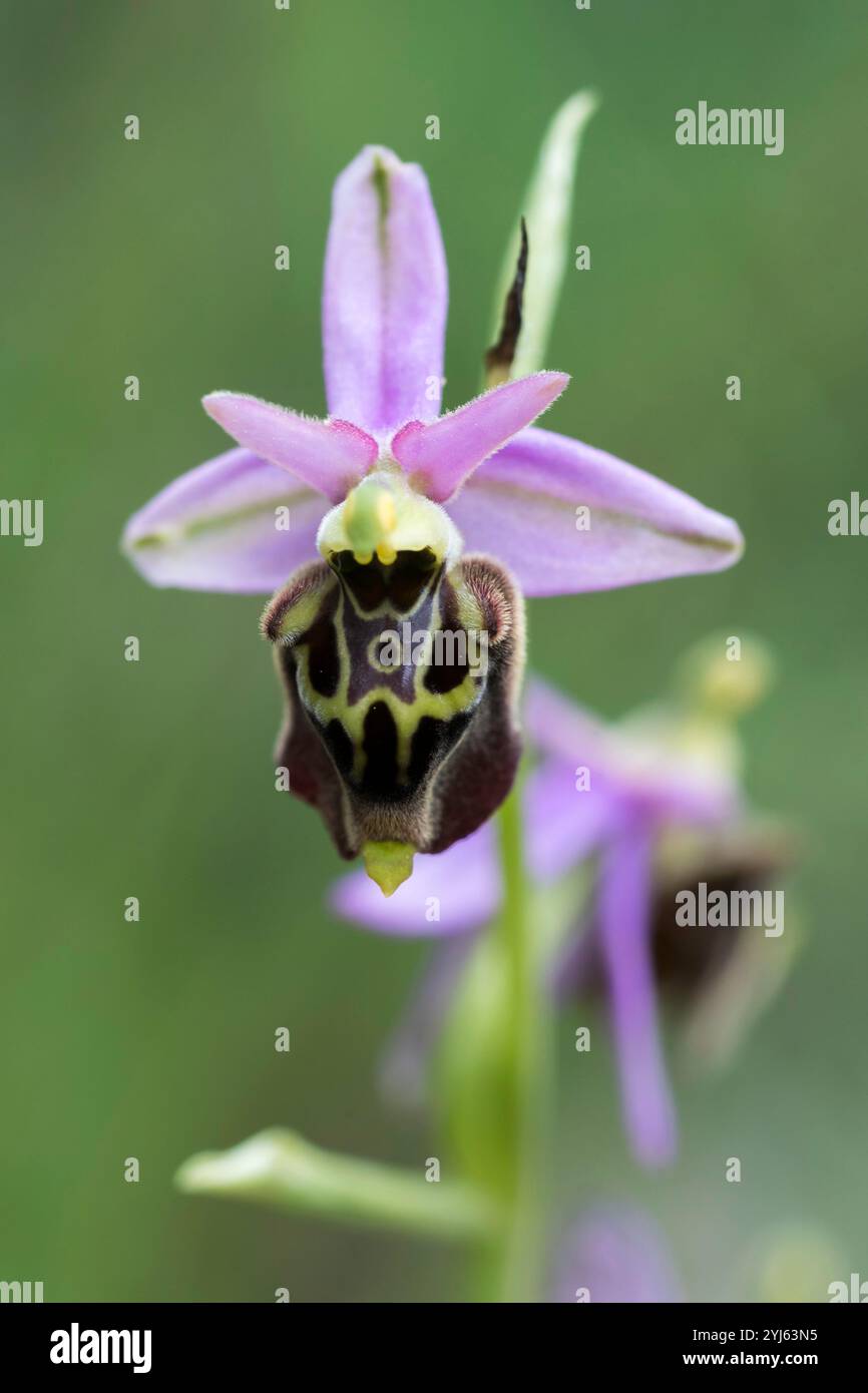 Fuciflora ophrys fuciflora hi-res stock photography and images - Alamy