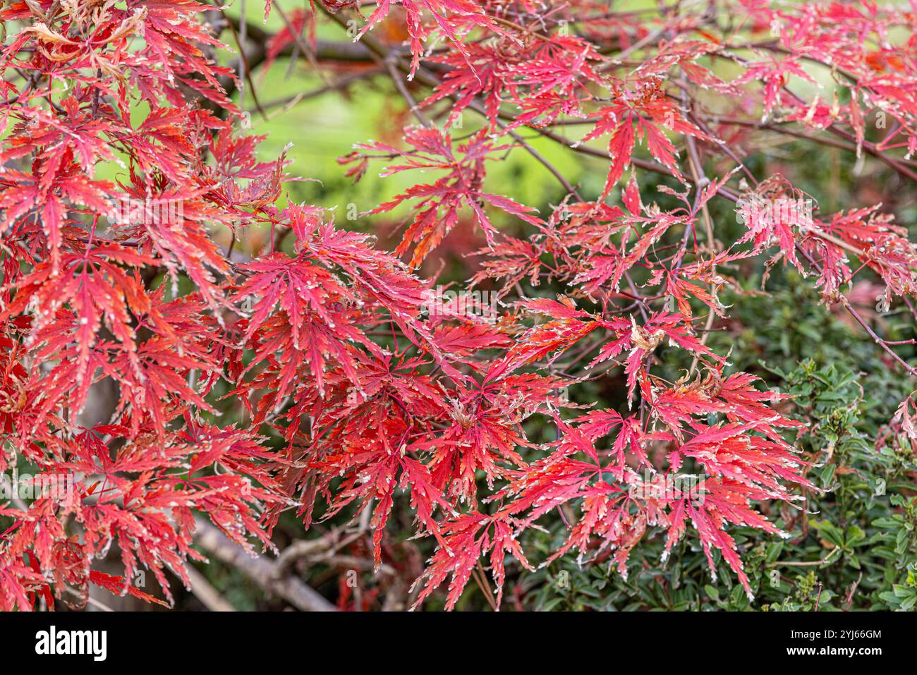 Beautiful bright warm red leaves of a Japanese Maple tree - Acer ...