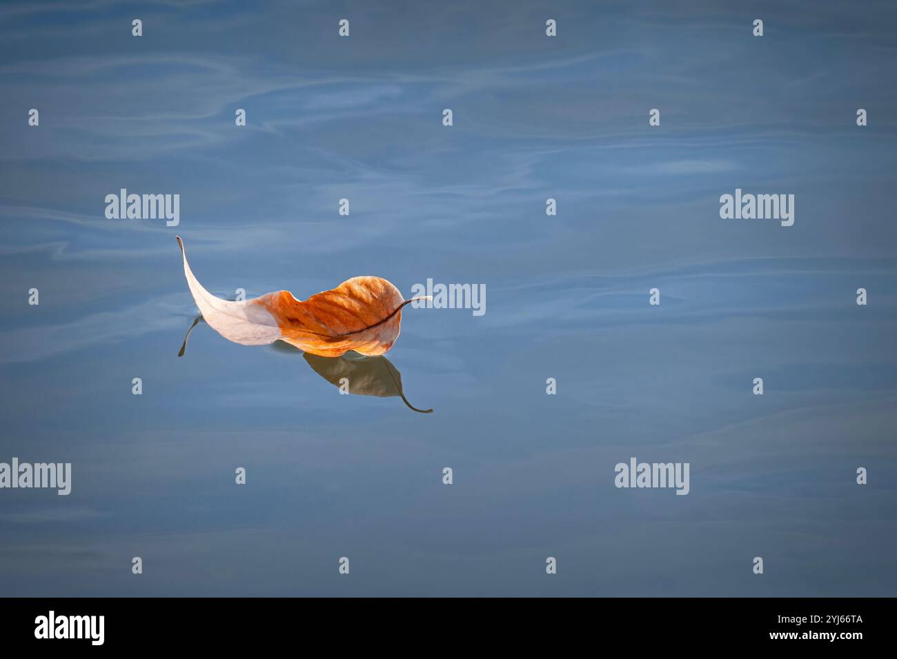 Leaf falls and floats on the surface of a stream Stock Photo - Alamy