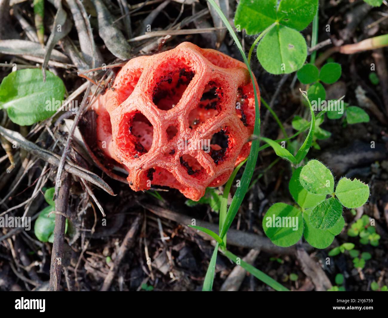 Unusual bright red lattice shaped mushroom lies on the ground Stock ...
