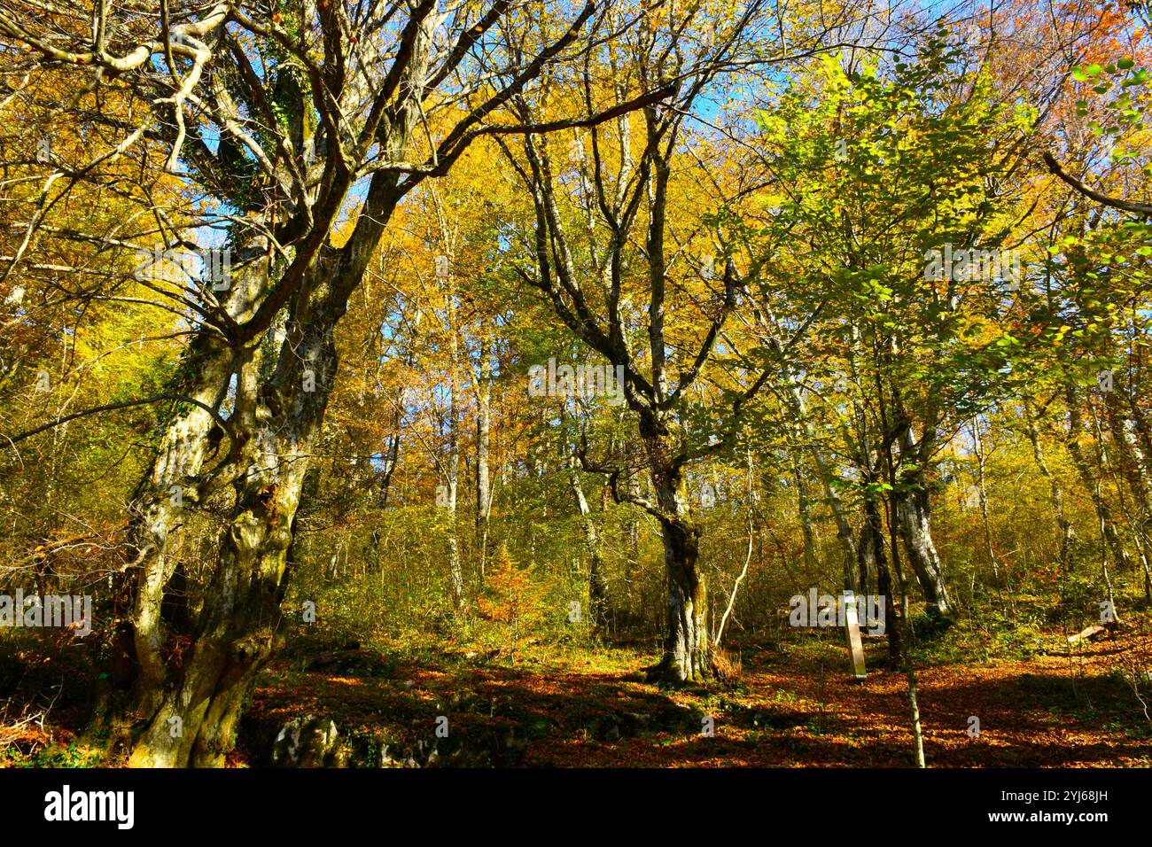 Hornbeam broadleaf, temperate, deciduous forest with yellow autumn ...