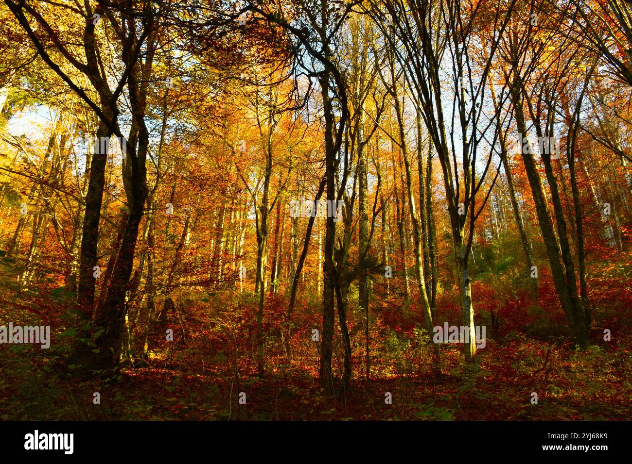 Deciduous temperate forest hi-res stock photography and images - Alamy