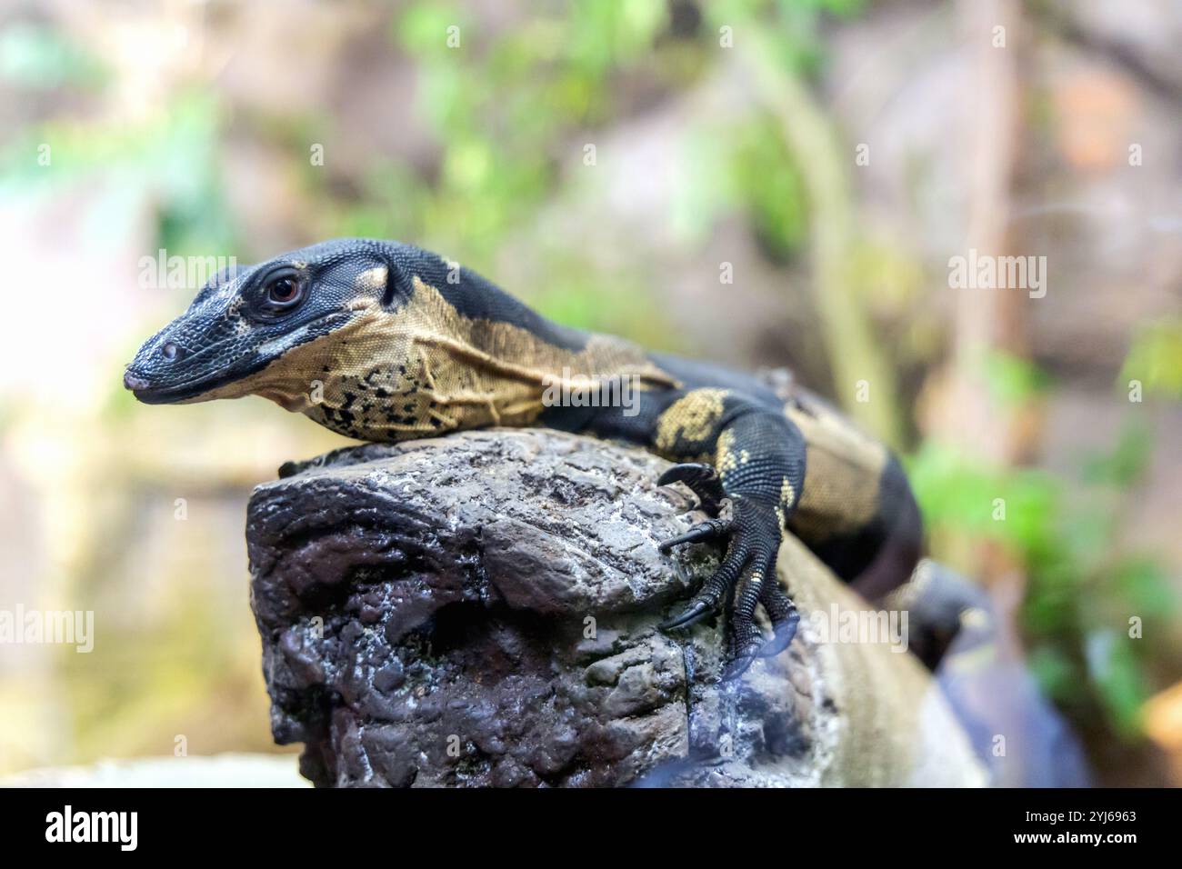 Portrait of a monitor lizard sitting on a tree in nature. High quality ...