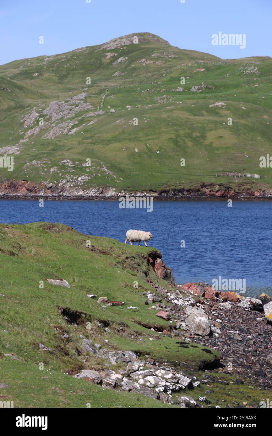 Sheep on hilltop near Mavis Grind, Shetland Stock Photo - Alamy