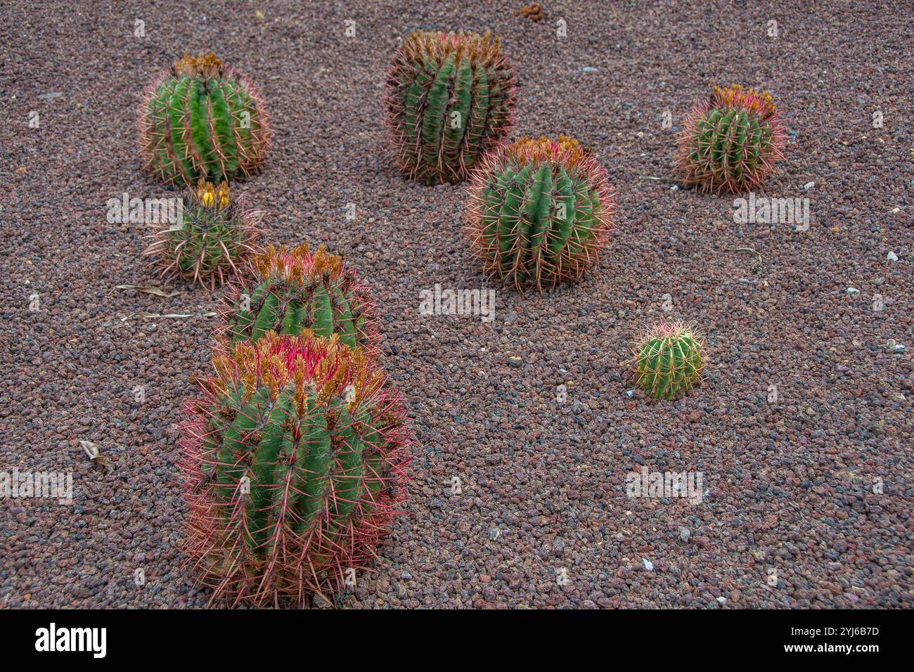 Different types of cacti in a park in Tenerife Stock Photo - Alamy