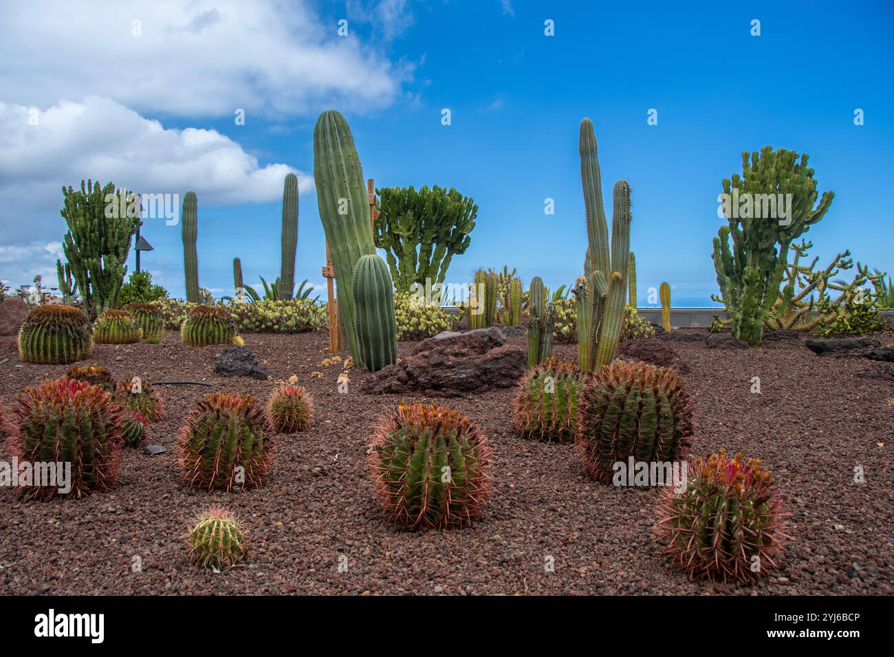 Different types of cacti in a park in Tenerife Stock Photo - Alamy
