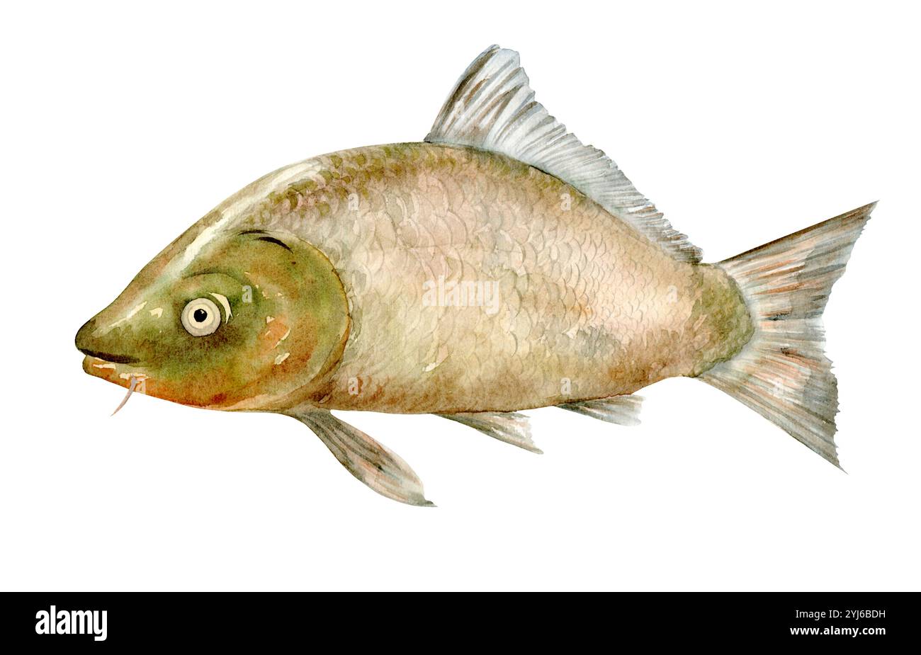 Carp fish. Fish of the carp family. Watercolor Clip Art. Illustration ...