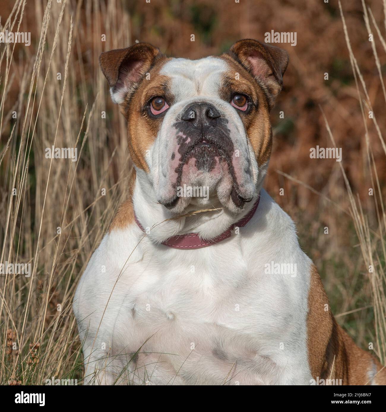bulldog head and shoulders Stock Photo - Alamy