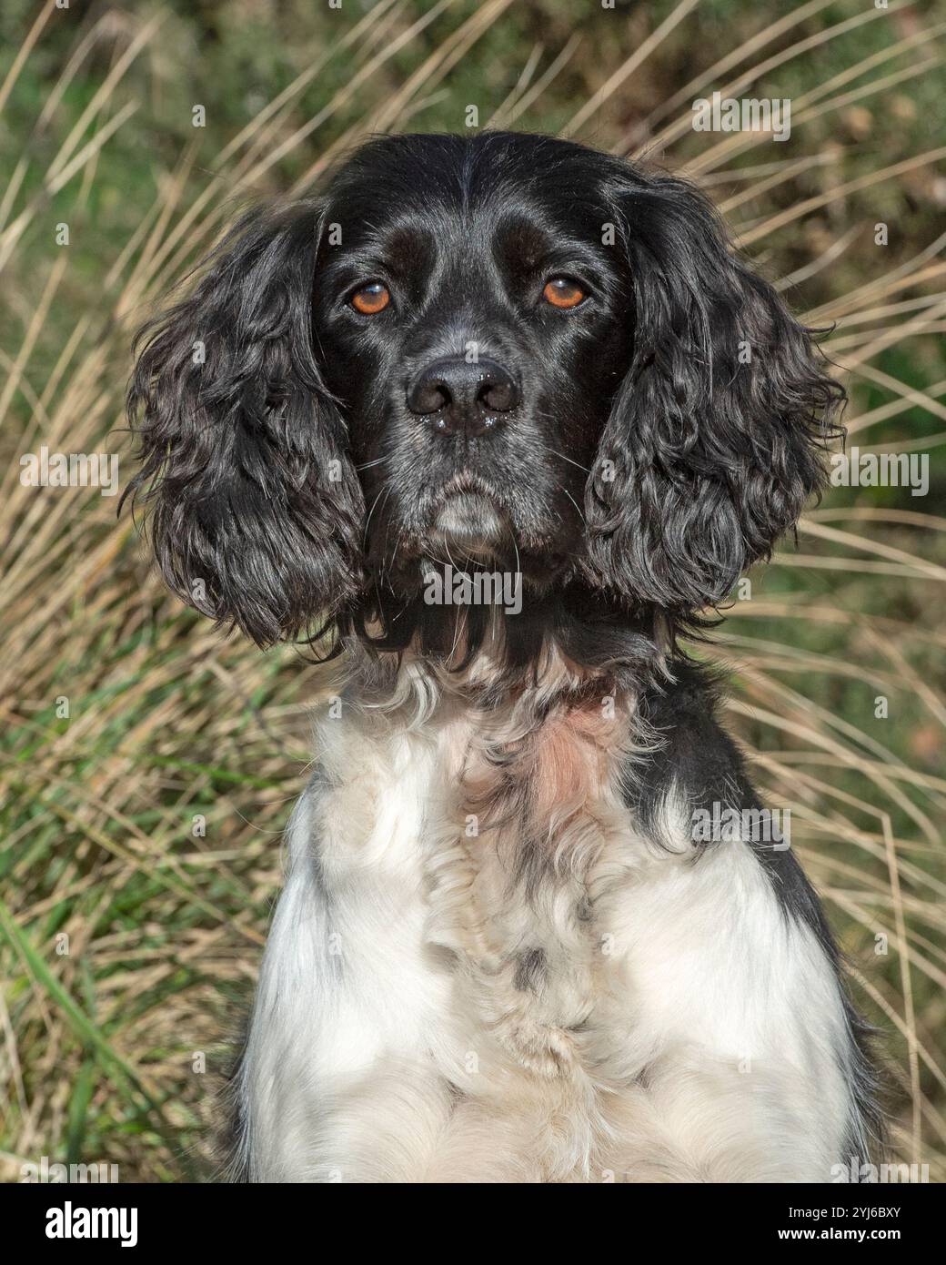 English Springer Spaniel sitting in long grass Stock Photo - Alamy