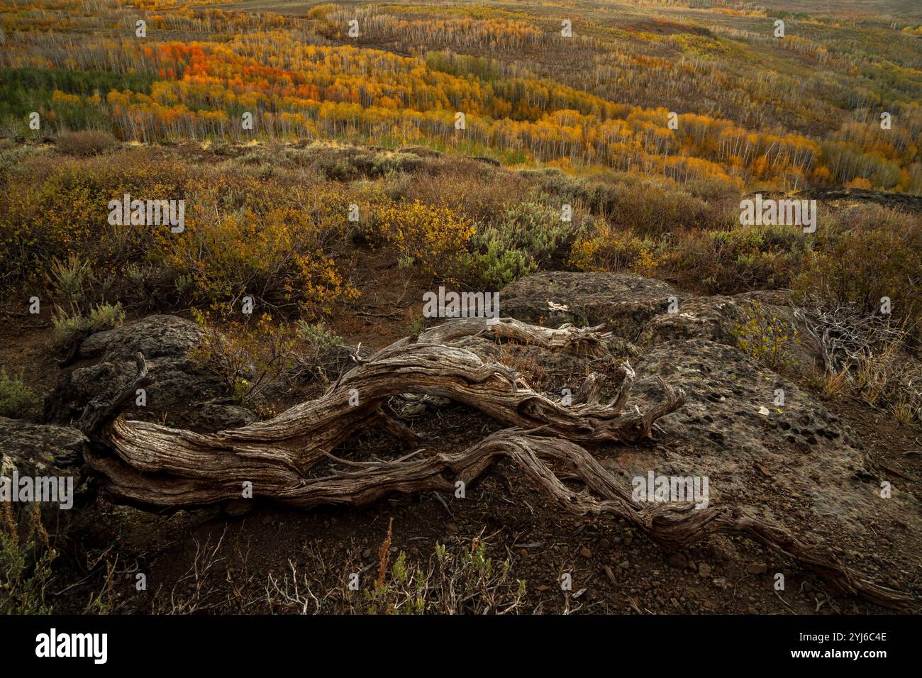 Steens mountain thistle hi-res stock photography and images - Alamy