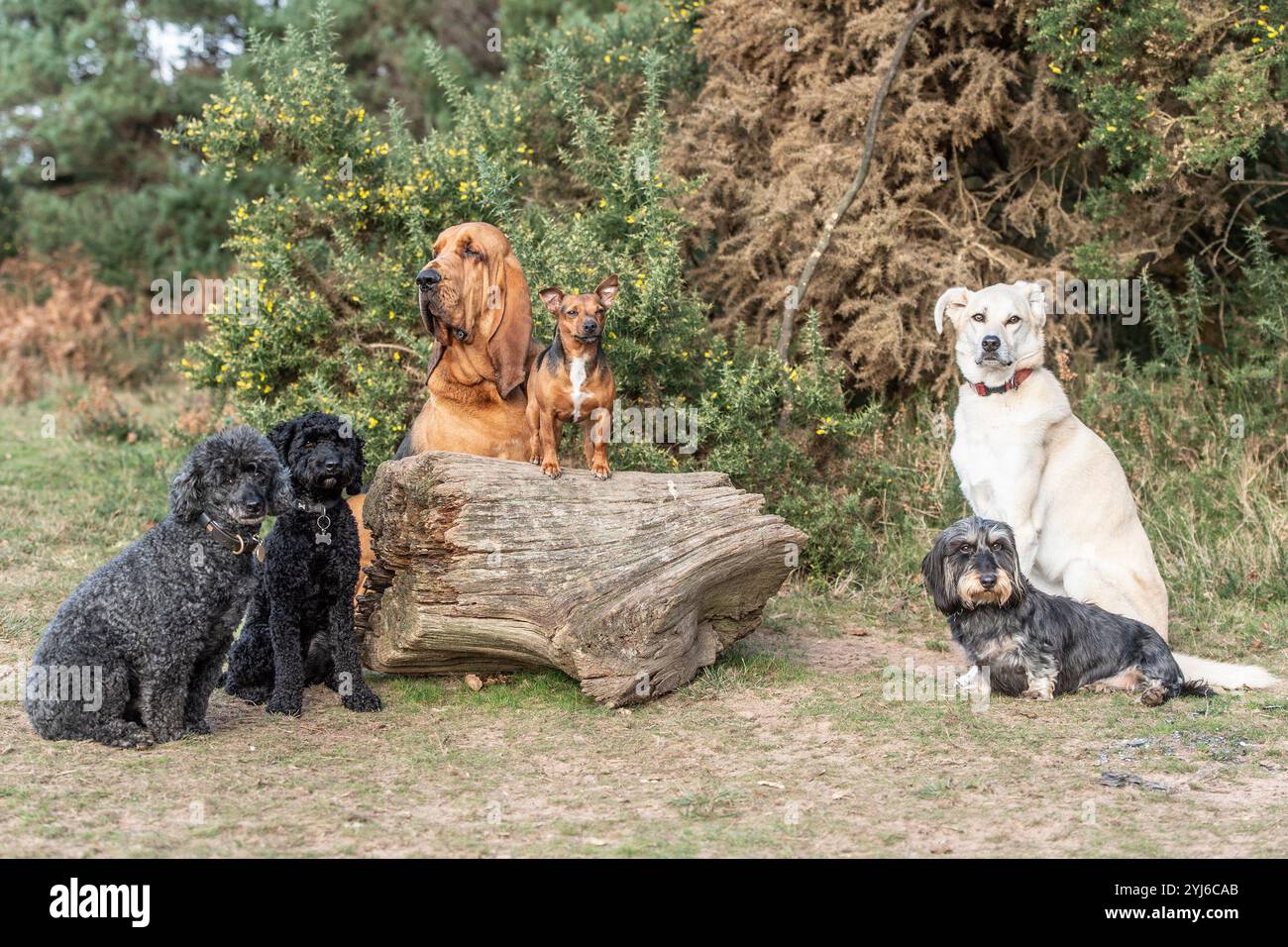 pack of dogs sitting down in the countryside Stock Photo - Alamy