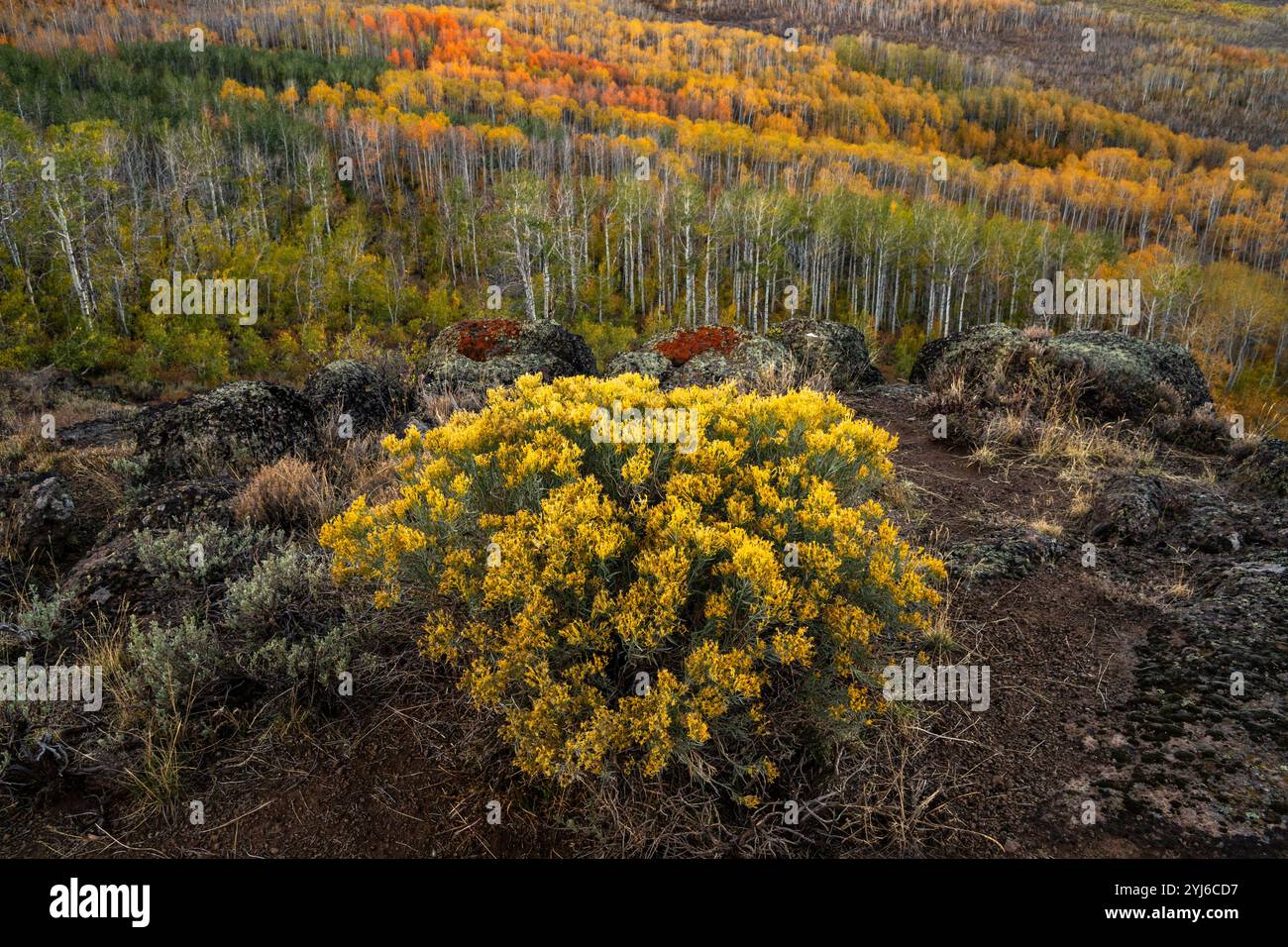 Rabbitbrush (Ericameria nauseosa) and Aspens (Populus tremuloides) at ...