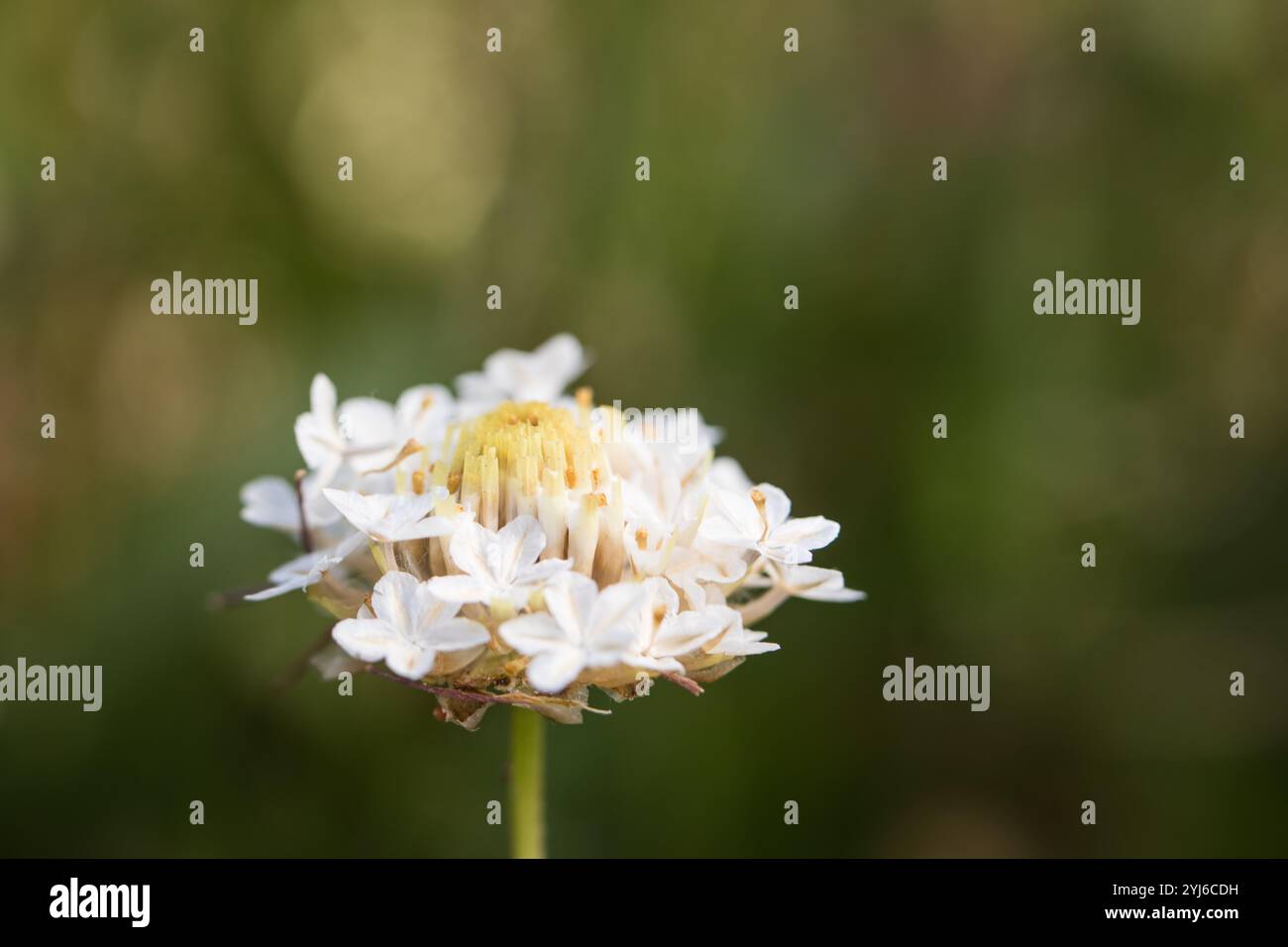 Pappus scale hi-res stock photography and images - Alamy