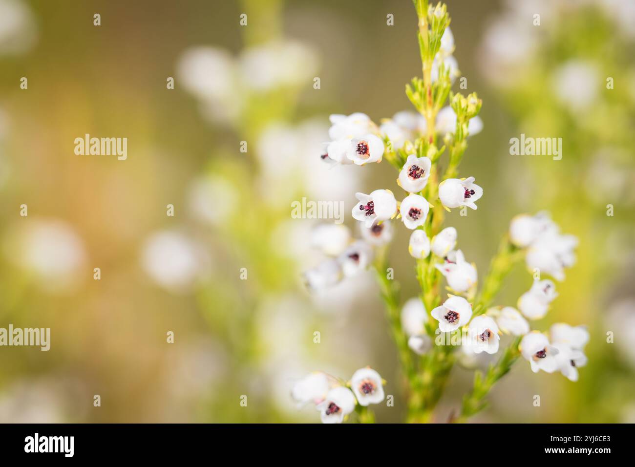 Pearl Heath, Erica margaritacea, once occurred widely in the Cape Town ...