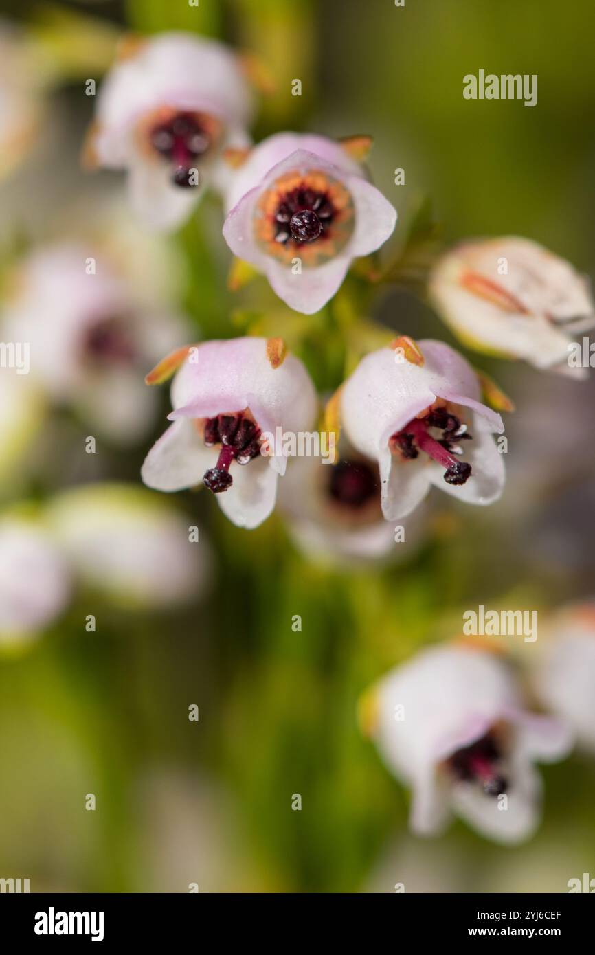 Erica margaritacea, Pearl heath, once occurred widely in the Cape Town ...
