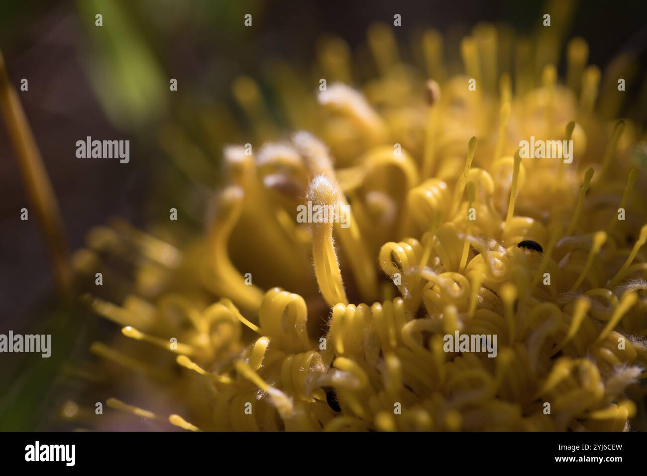 Snakestem pincushion, Leucospermum hypophyllocarpodendron, grows in ...