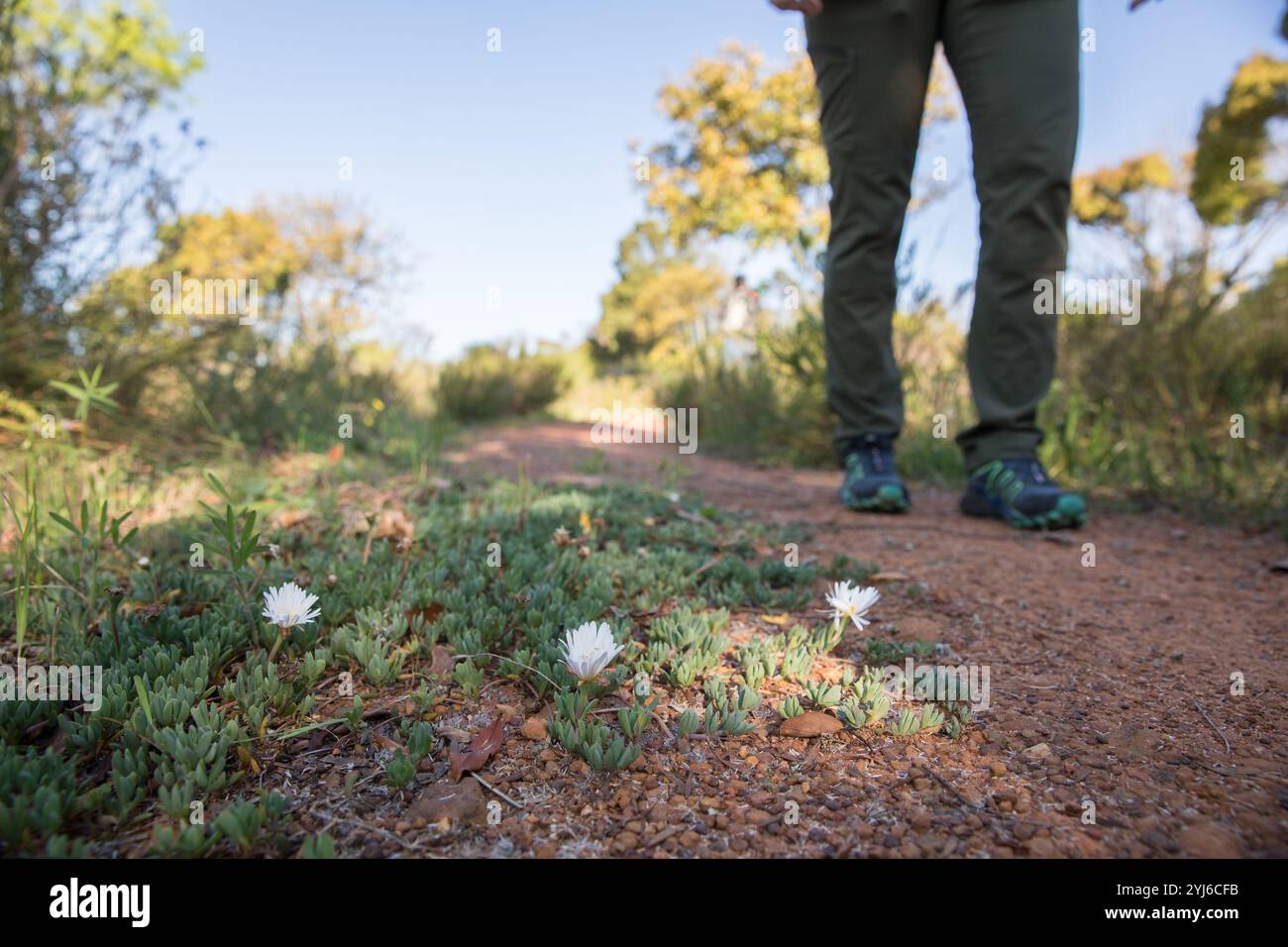 Creeping brightfig, Lampranthus reptans is a near threatened plant ...