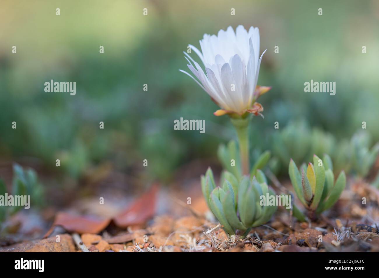 Creeping brightfig, Lampranthus reptans is a near threatened plant ...