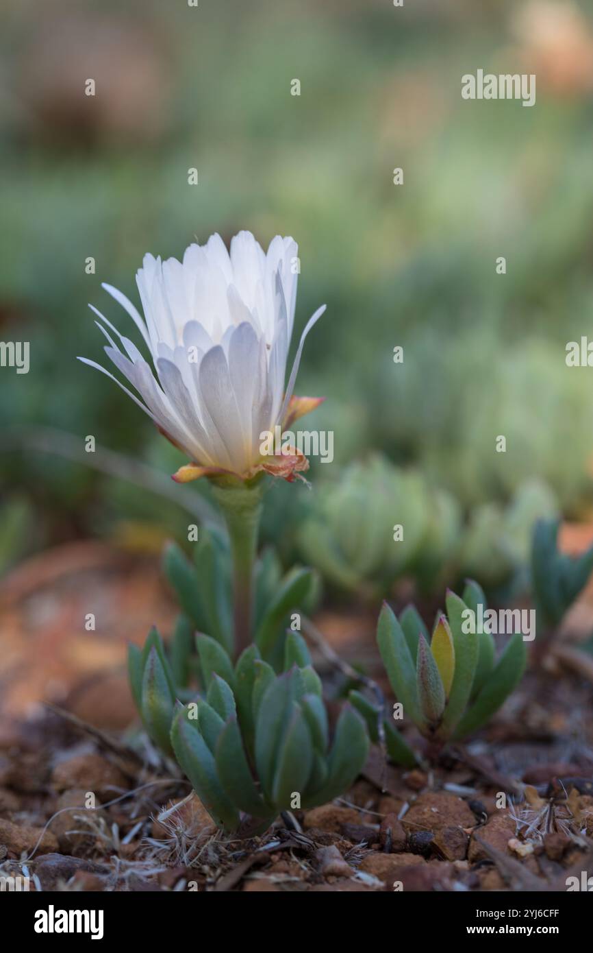 Creeping brightfig, Lampranthus reptans is a near threatened plant ...