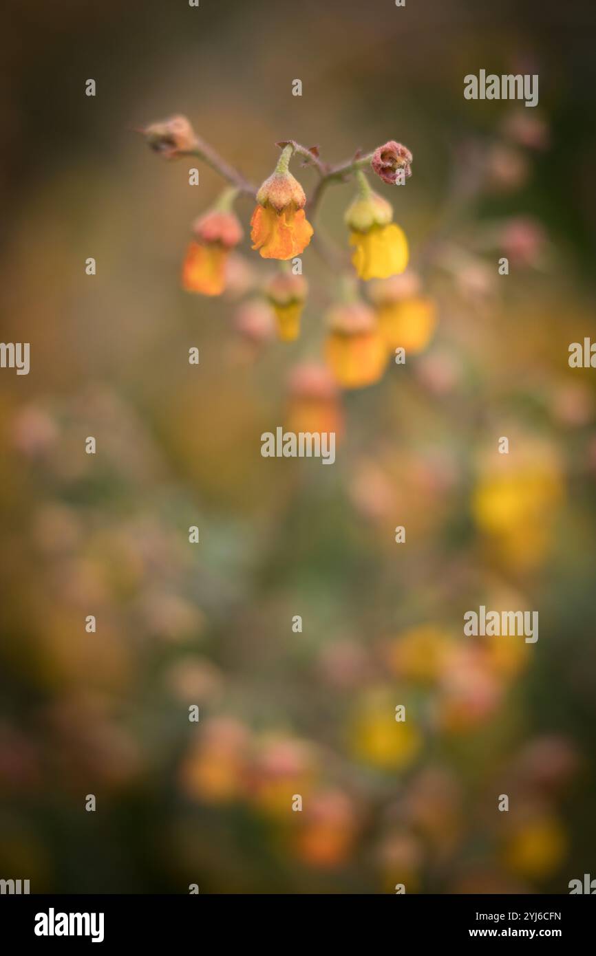 Hermannia multiflora hi-res stock photography and images - Alamy