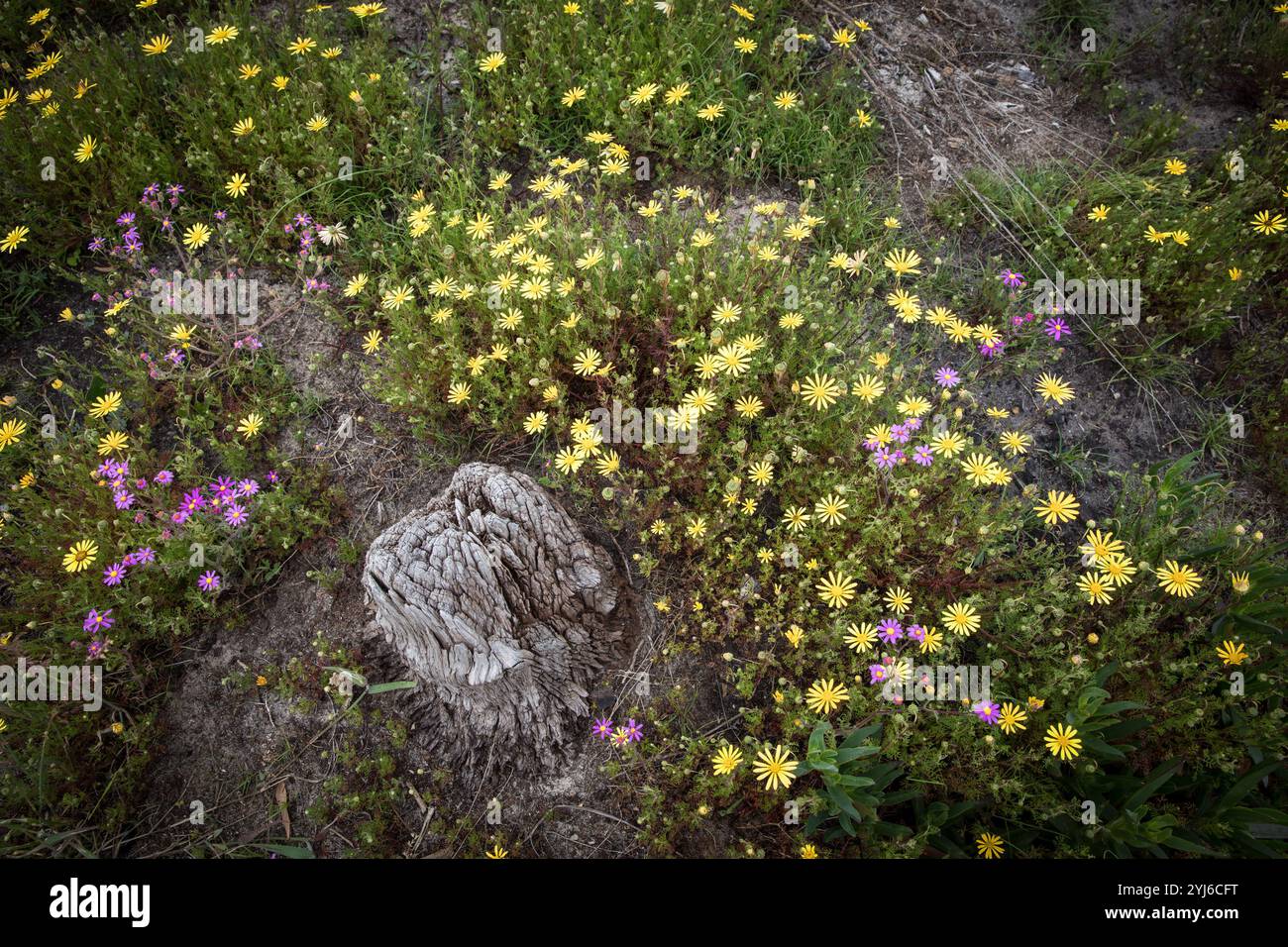 Arenarius hi-res stock photography and images - Alamy