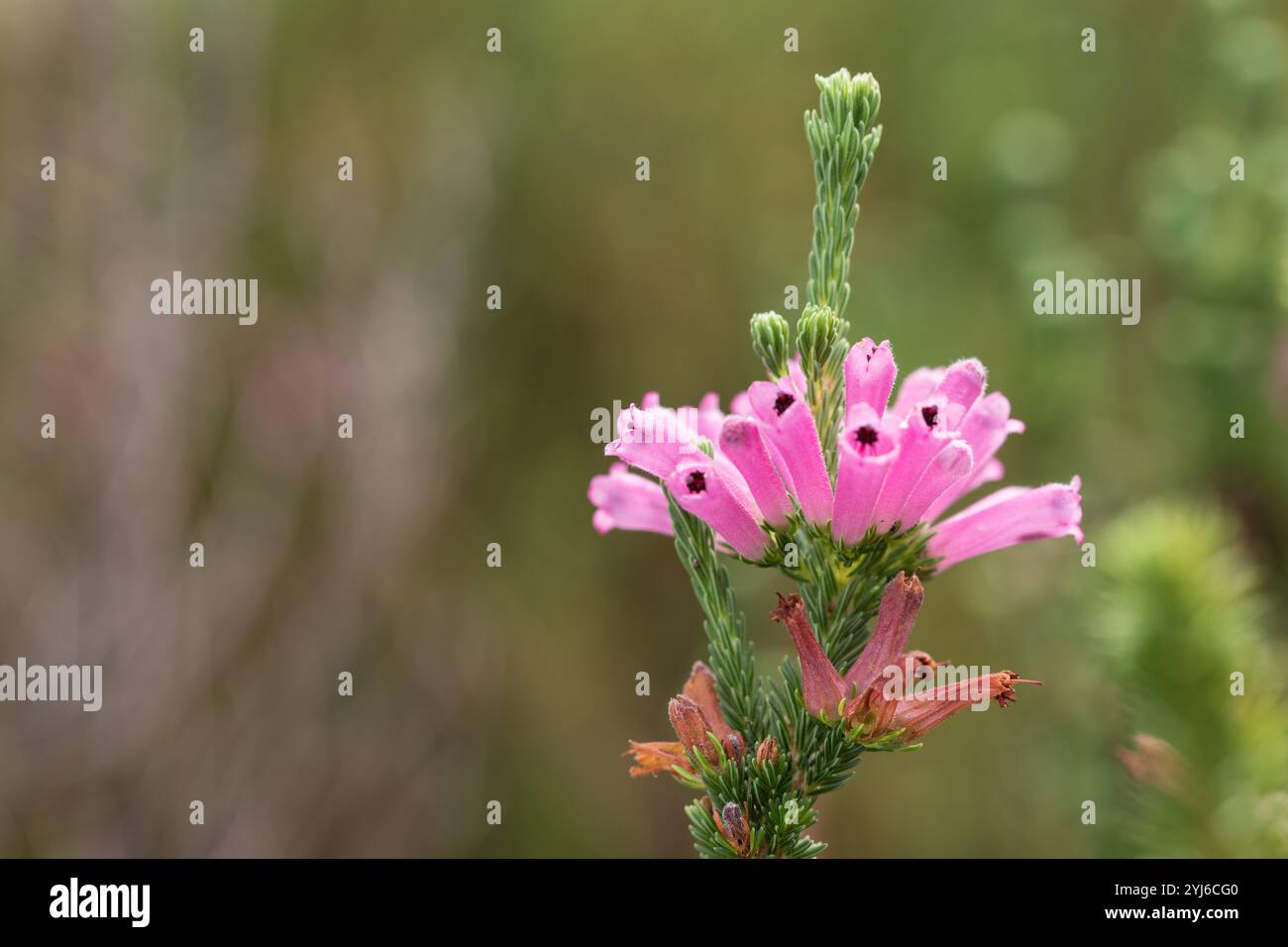 Cape erica hi-res stock photography and images - Alamy