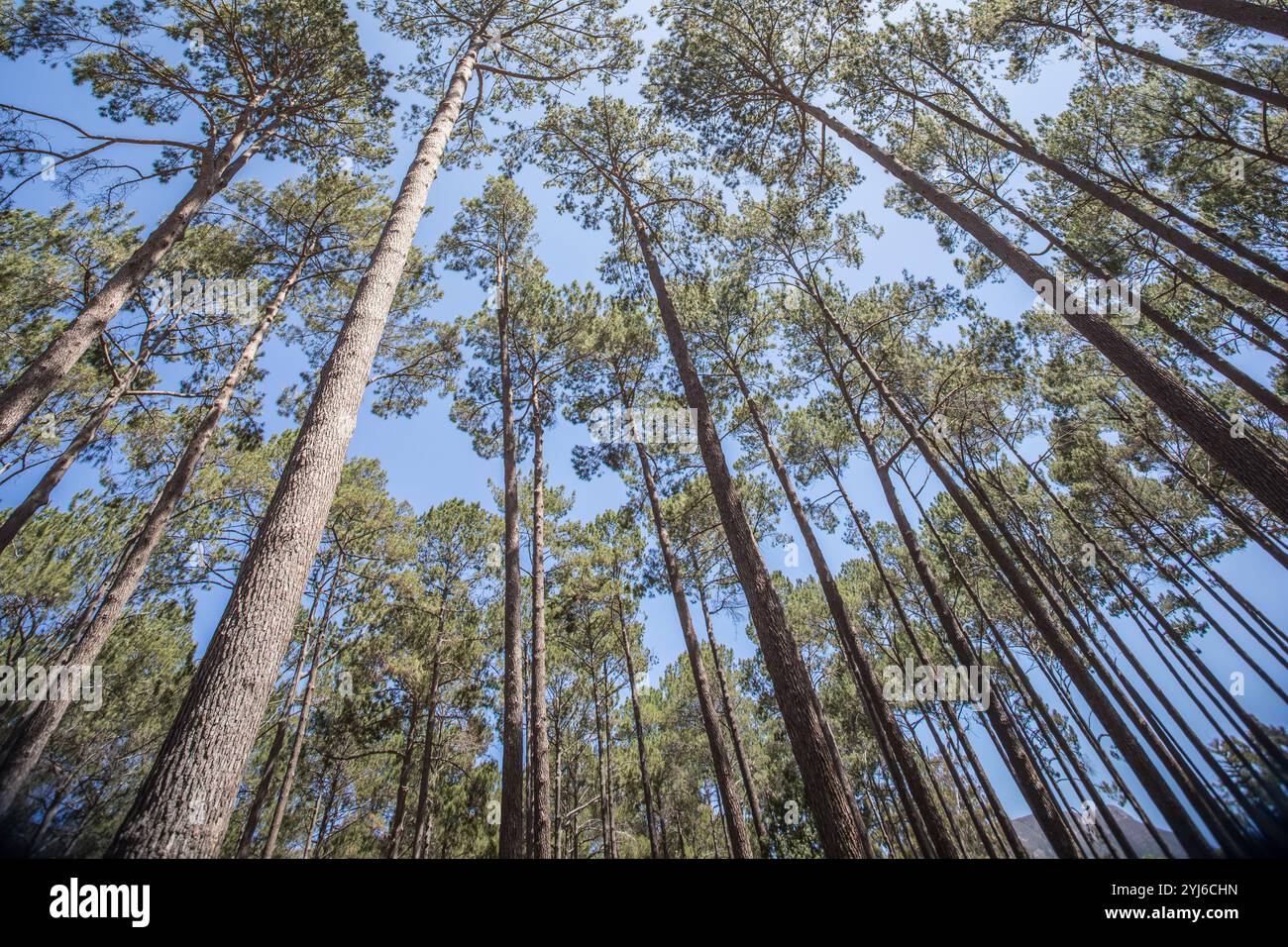 Monterey Pine, Pinus radiata, introduced to South Africa as a timber ...